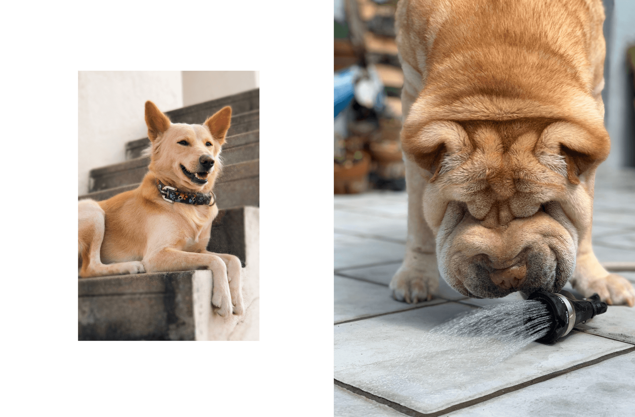 Creche Canina & Daycare | Ninguém vai querer sair da creche!