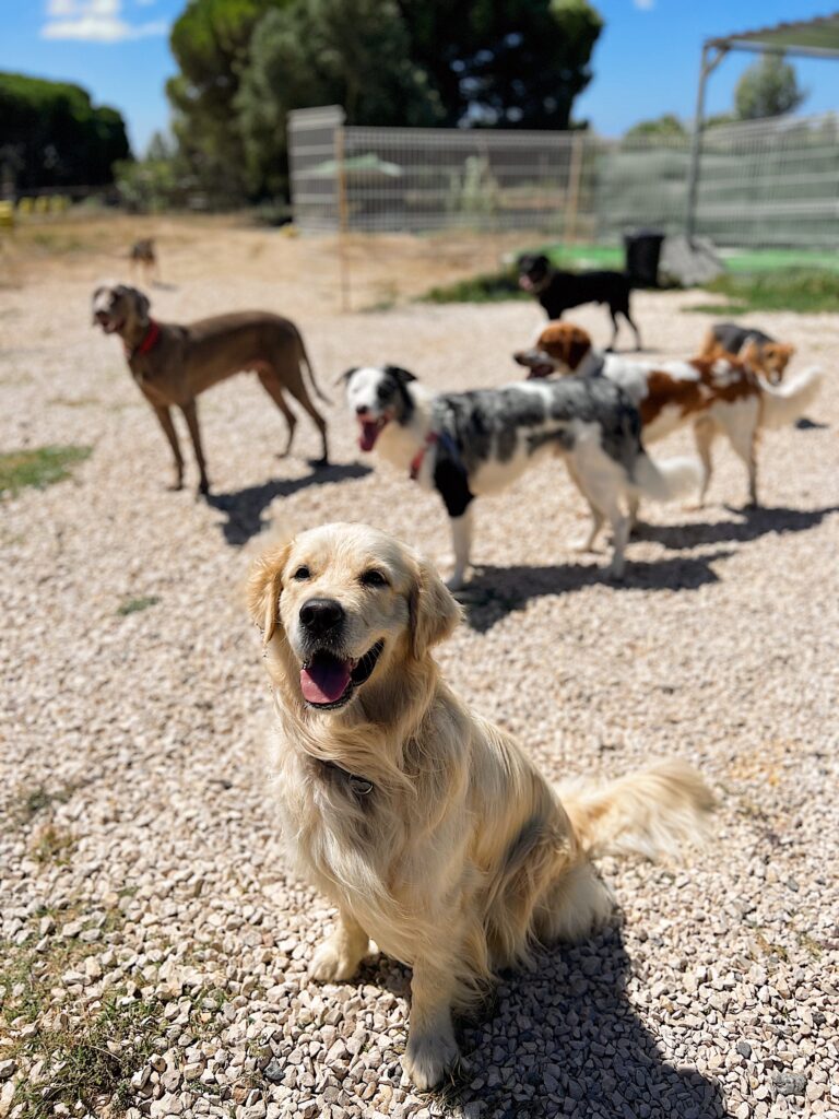 Creche Canina | A rotina ideal para cães 5 dias por semana!