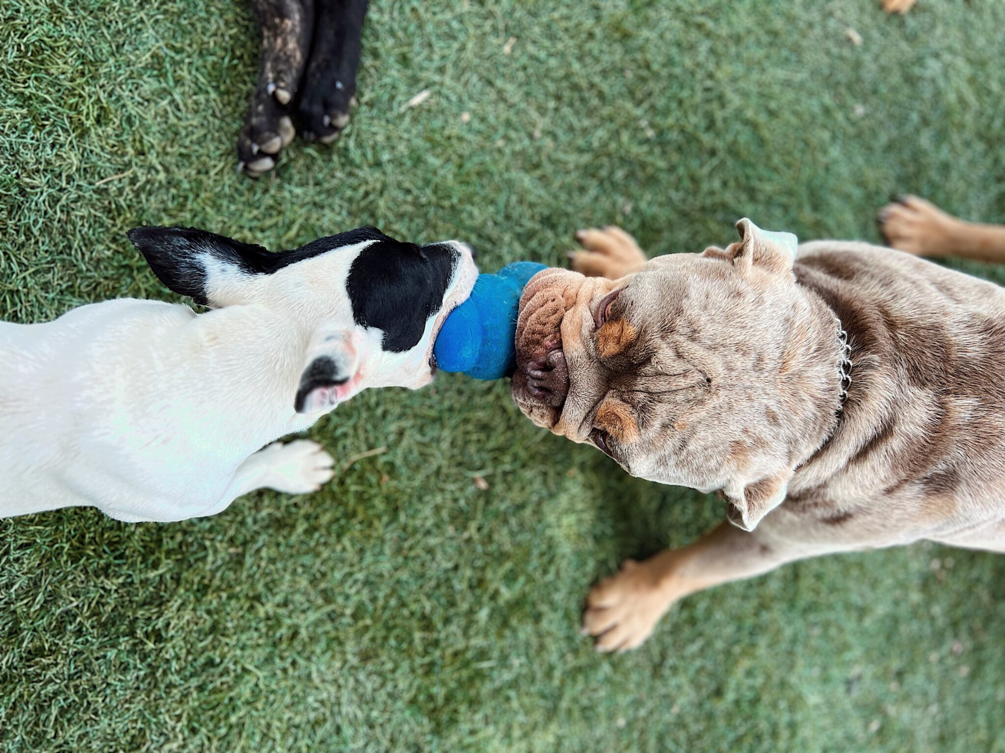 Creche Canina | A rotina ideal para cães 5 dias por semana!